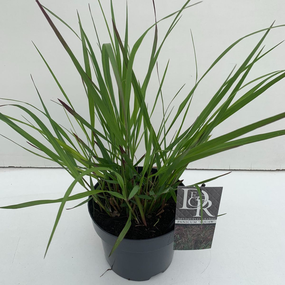 Panicum virgatum 'Squaw' — Plant Wholesale FlorAccess