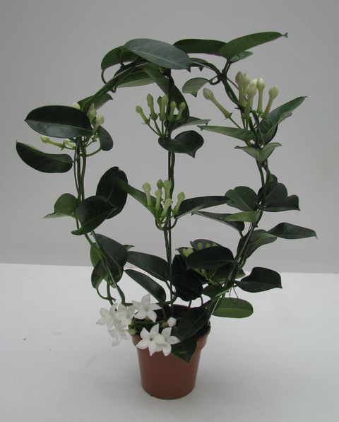 Stephanotis floribunda — Plant Wholesale FlorAccess