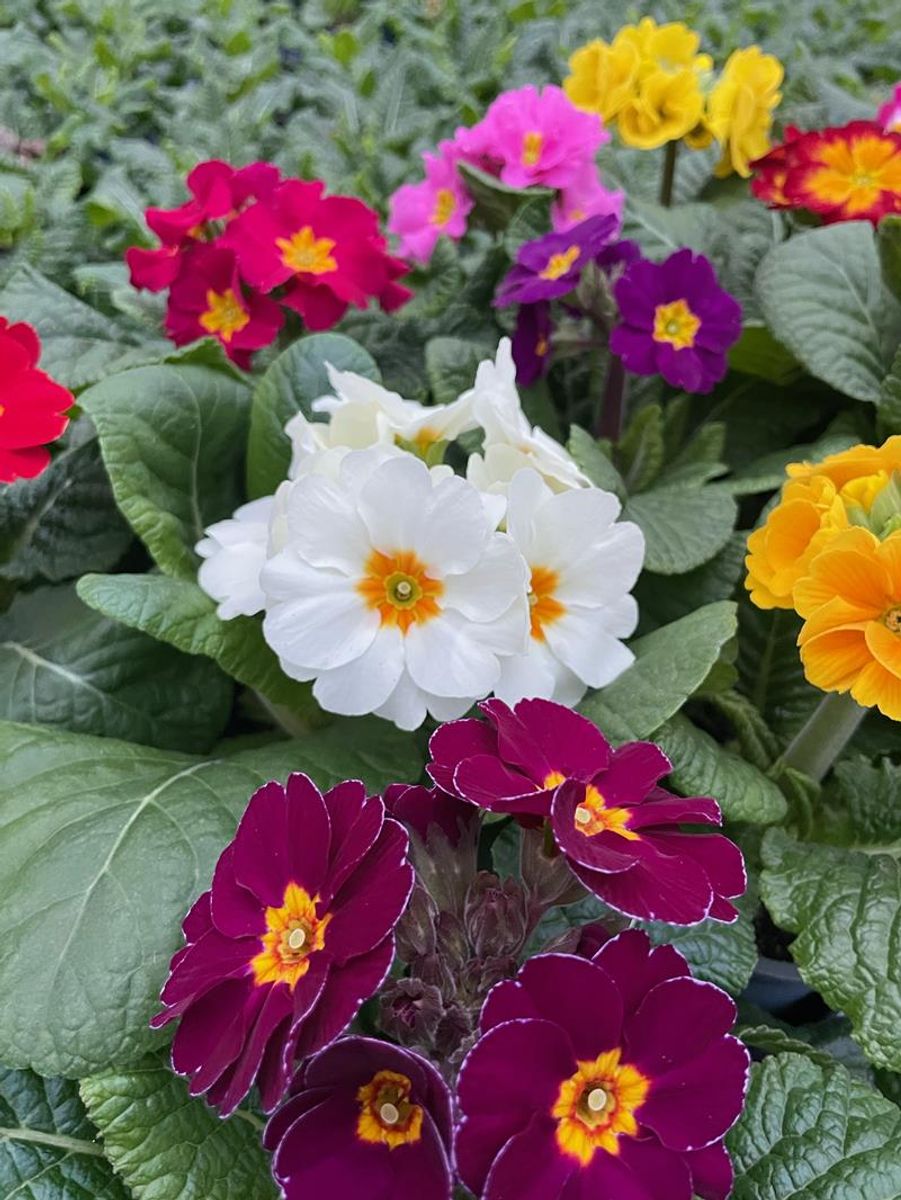 Primula x polyantha SUPERNOVA MIX — Рослини оптом FlorAccess