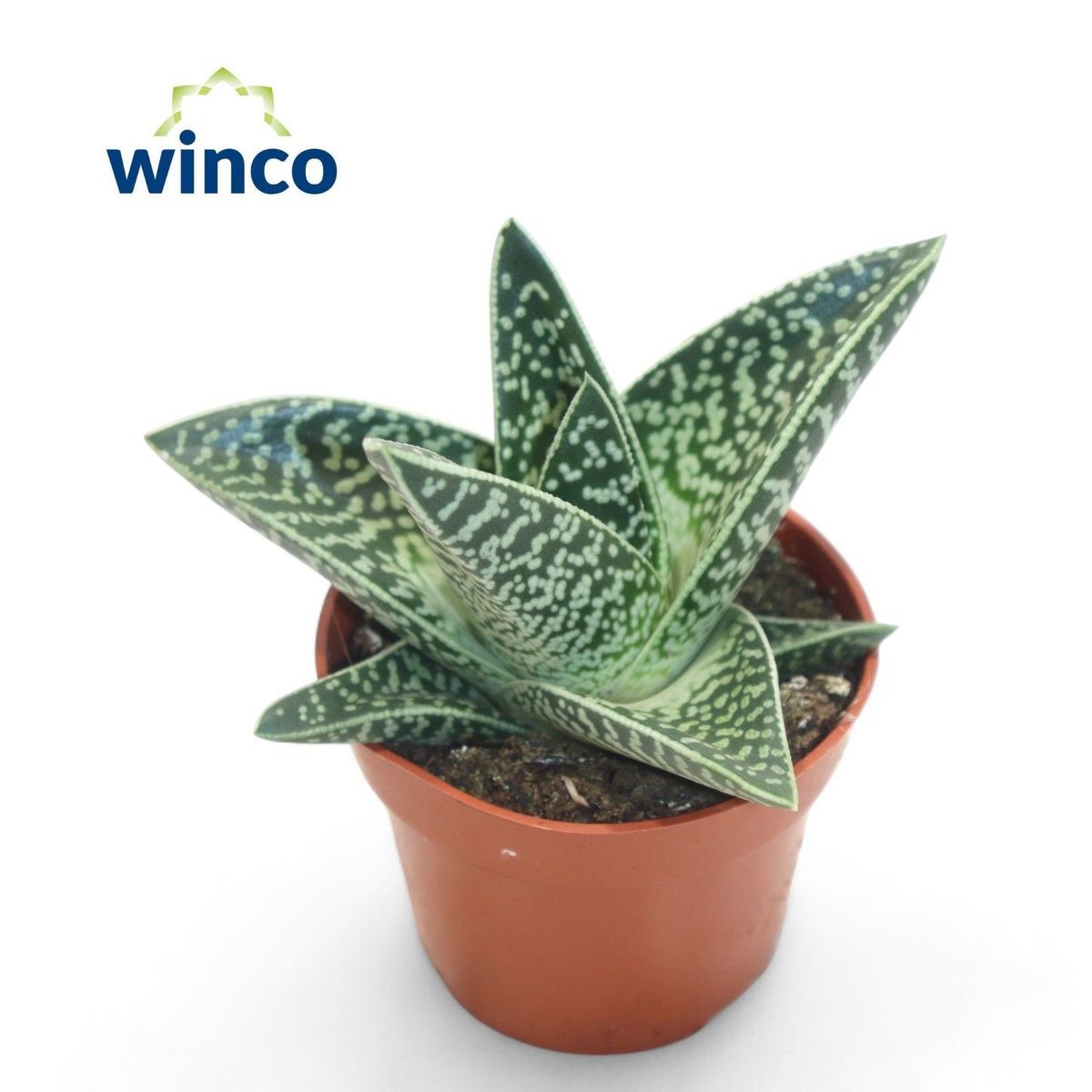 x Gasteraloe 'Aveo' — Plant Wholesale FlorAccess