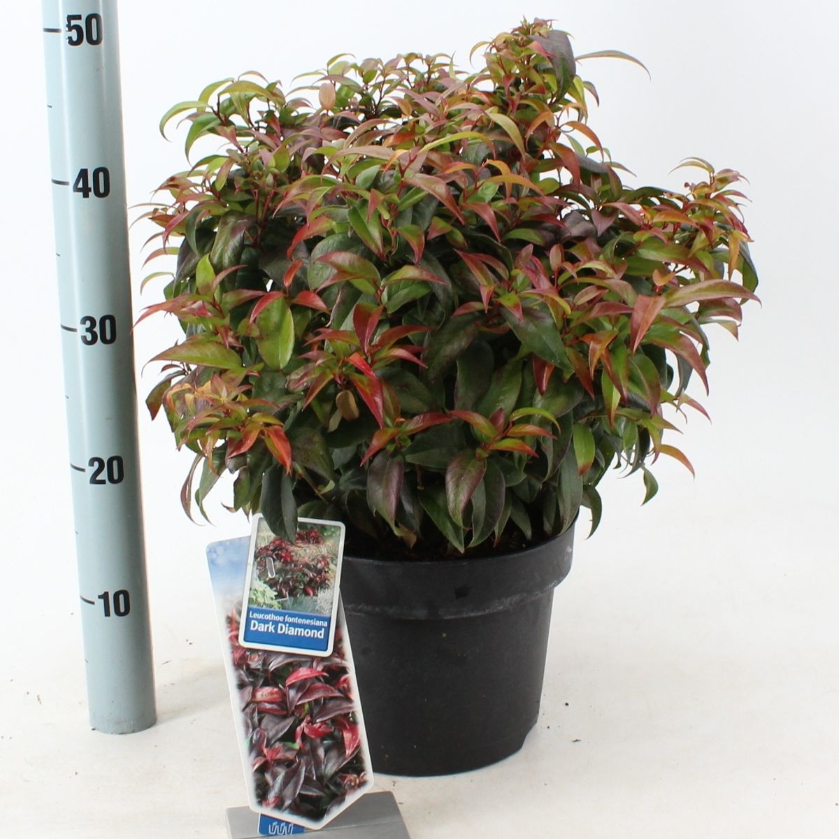 Leucothoe fontanesiana DARK DIAMOND — Plant Wholesale FlorAccess