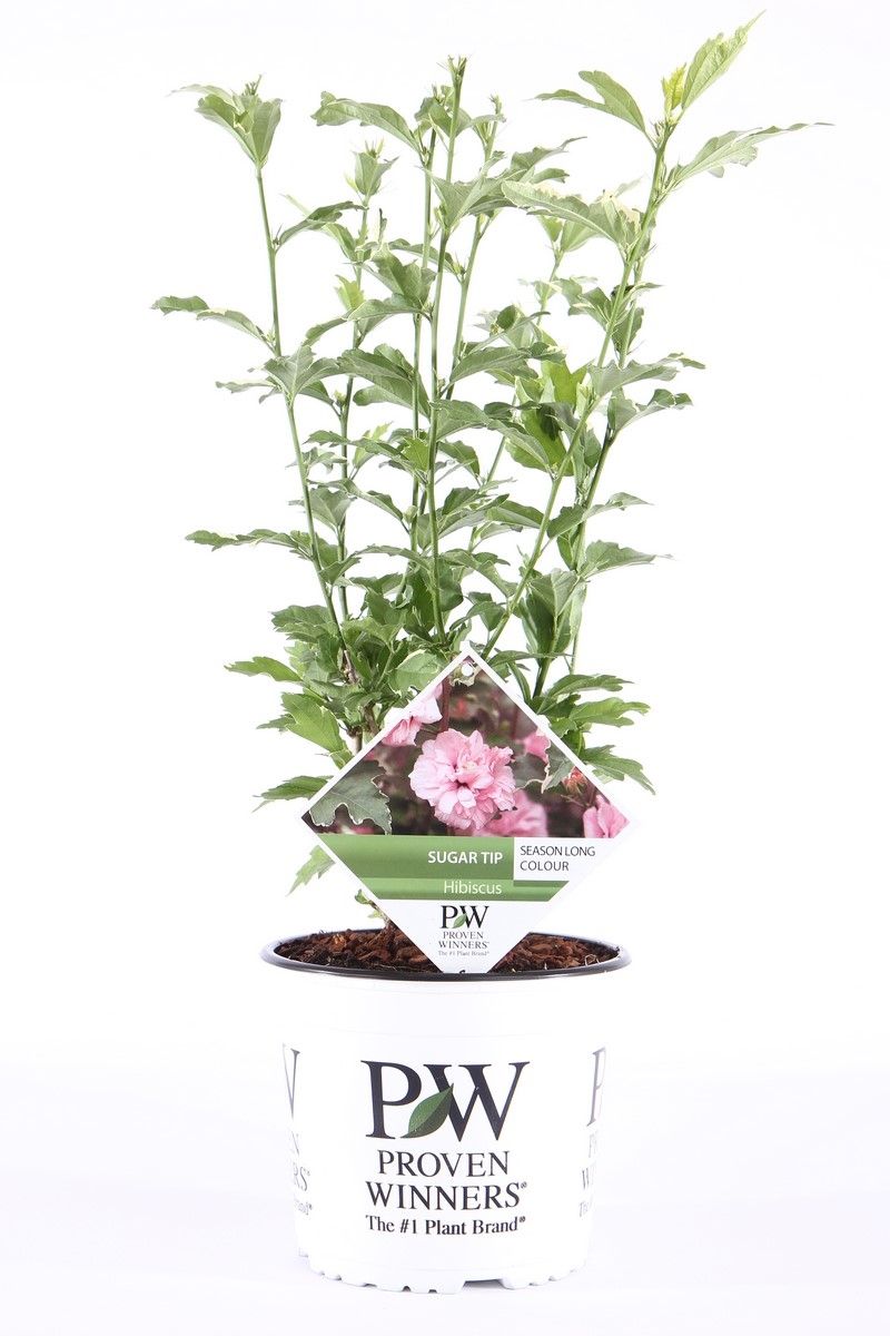 Hibiscus syriacus SUGAR TIP — Plant Wholesale FlorAccess