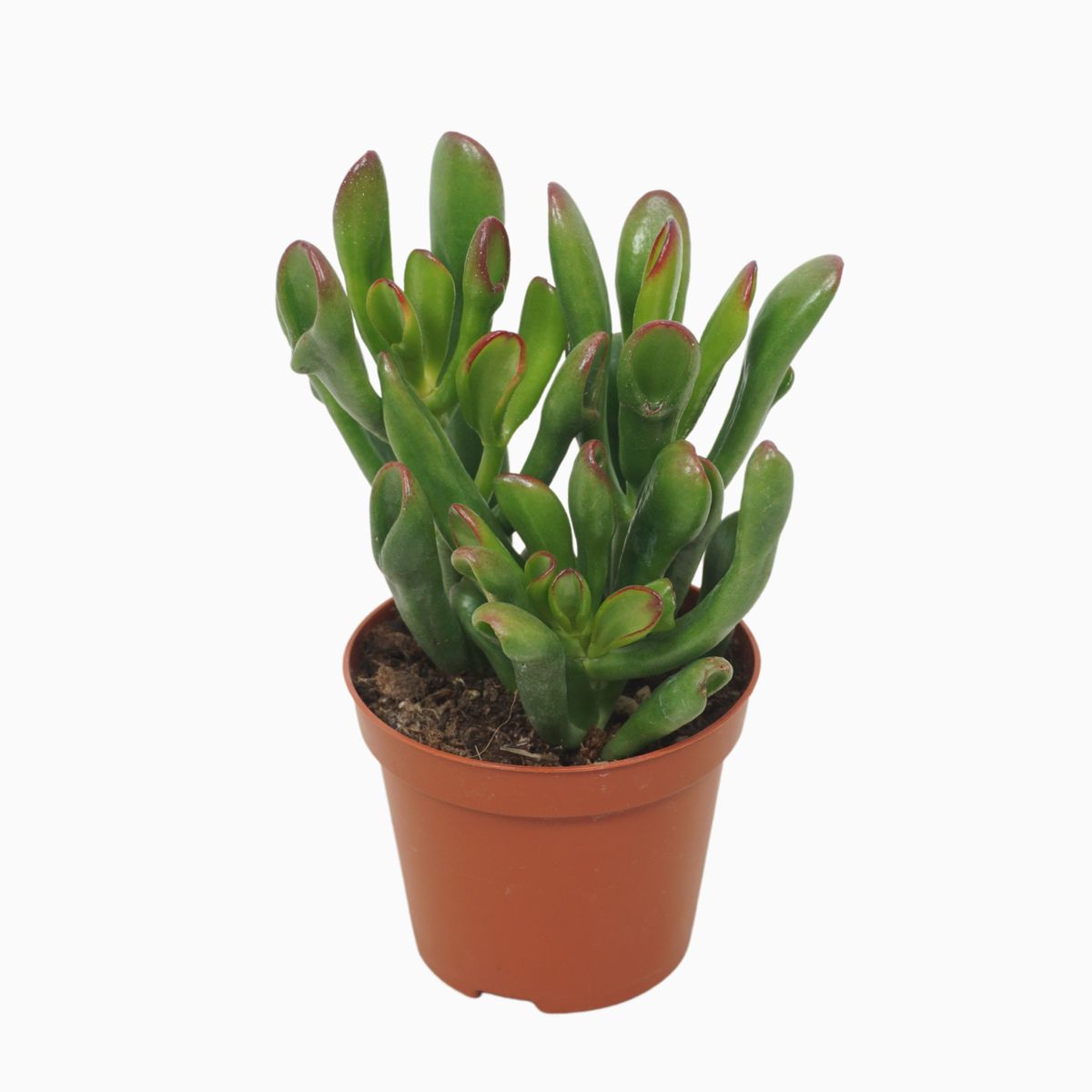 Crassula 'Horntree' — Plant Wholesale FlorAccess