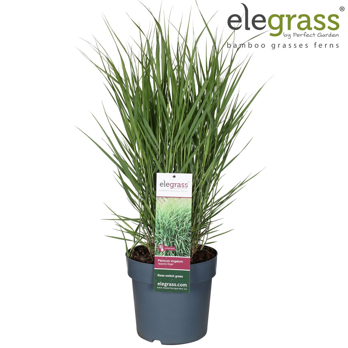 Panicum virgatum ''Apache Rose'' — Plant Wholesale FlorAccess