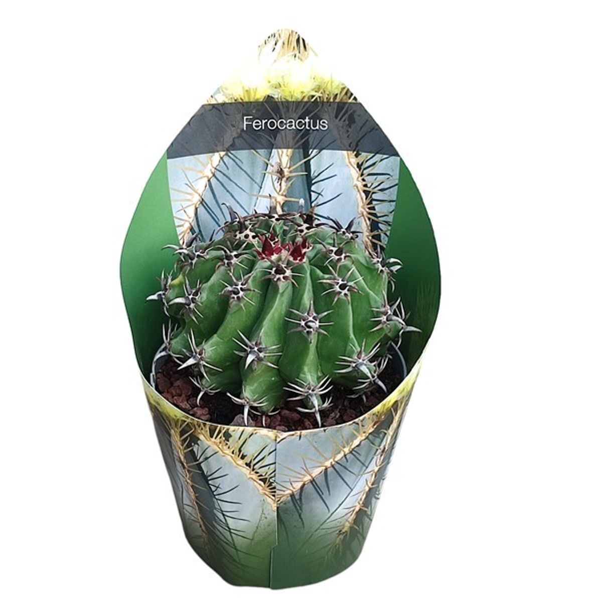 Ferocactus horridus brevispinus — Plant Wholesale FlorAccess