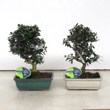 Olea europaea — Plant Wholesale FlorAccess