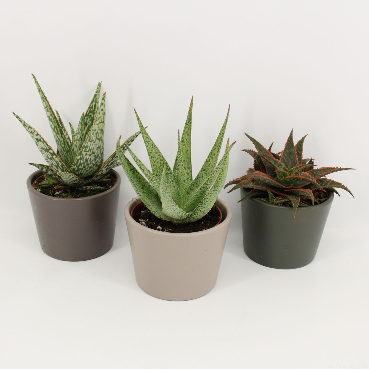 Aloe MIX — Plant Wholesale FlorAccess