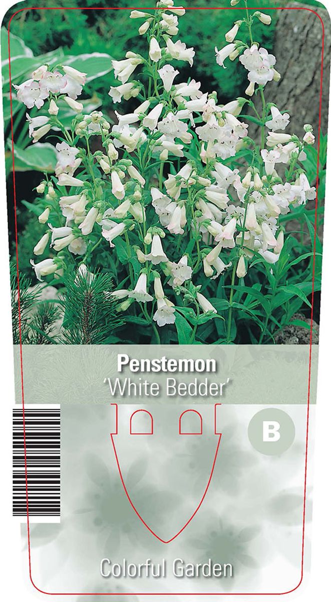 Penstemon 'White Bedder' — Plant Wholesale FlorAccess