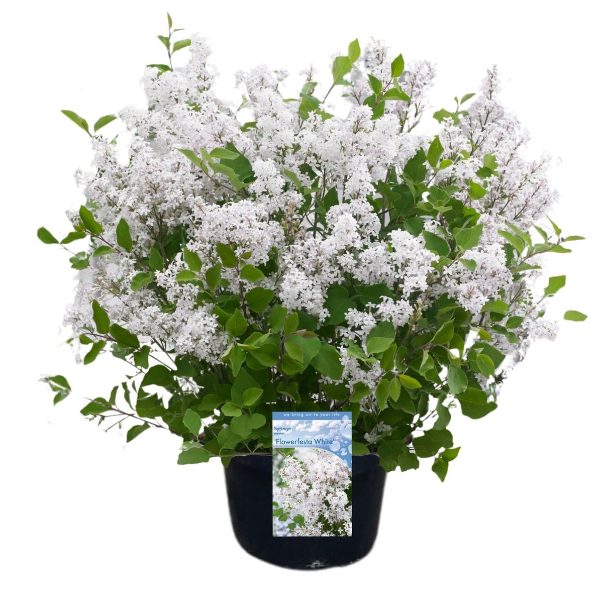 Syringa meyeri FLOWERFESTA WHITE — Plant Wholesale FlorAccess