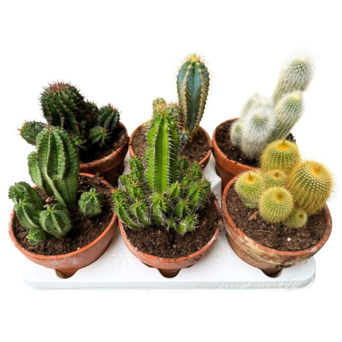 Cactus MIX — Plant Wholesale FlorAccess