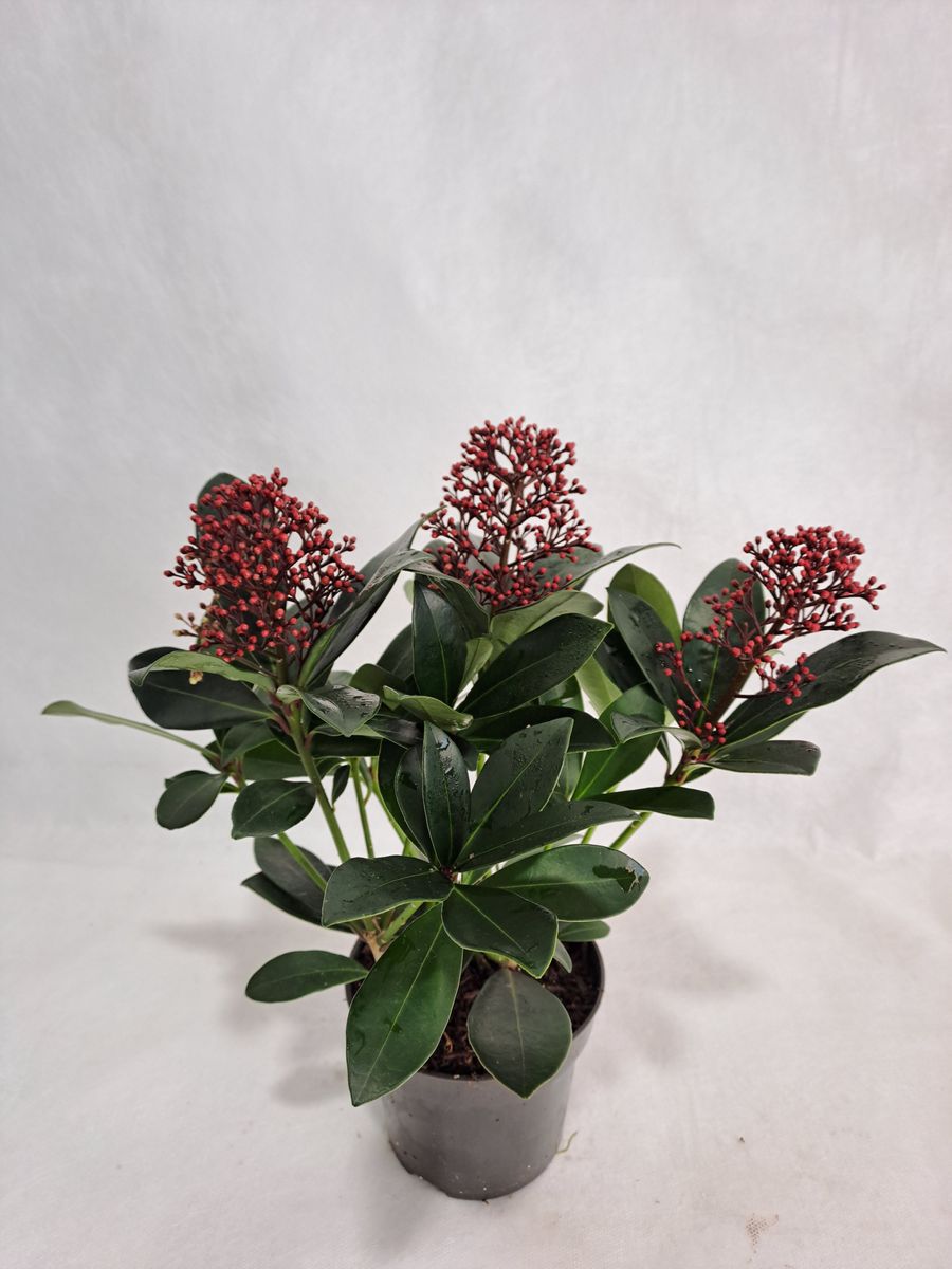 Skimmia japonica 'Rubella' — Plant Wholesale FlorAccess
