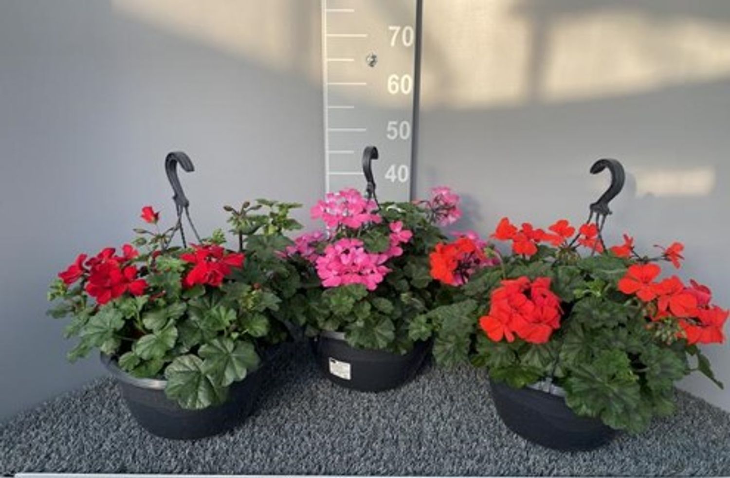 Pelargonium CALLIOPE MIX — Plant Wholesale FlorAccess