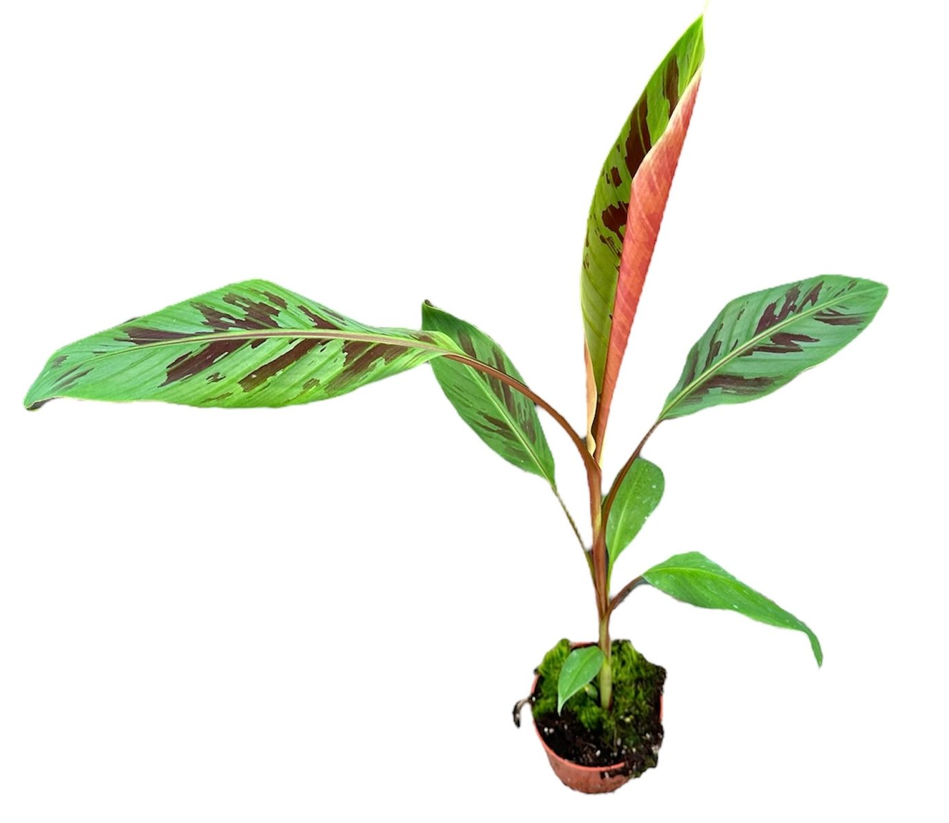 Musa acuminata acuminata — Plant Wholesale FlorAccess