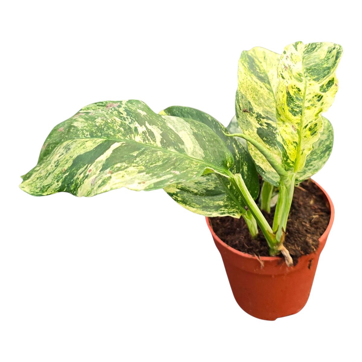 Rhaphidophora puberula 'Variegata' — Plantegrossist FlorAccess