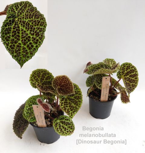 Begonia melanobullata — Plant Wholesale FlorAccess