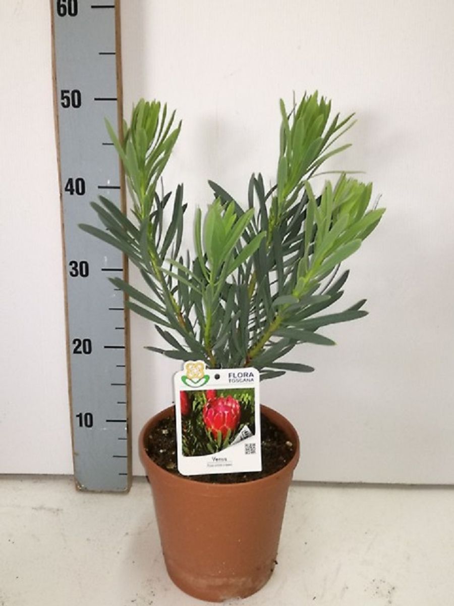 Protea 'Venus' — Plant Wholesale FlorAccess
