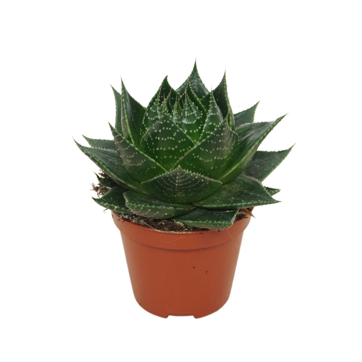 Aloe 'Cosmo' — Plant Wholesale FlorAccess