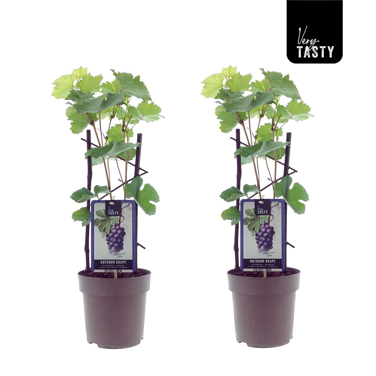 Vitis 'Beta' — Plant Wholesale FlorAccess