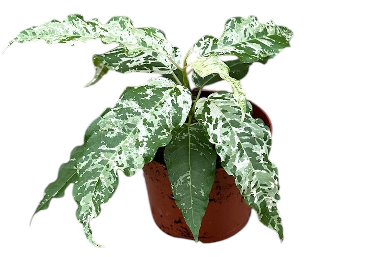 Ficus 'Snowstorm' — Plant Wholesale FlorAccess