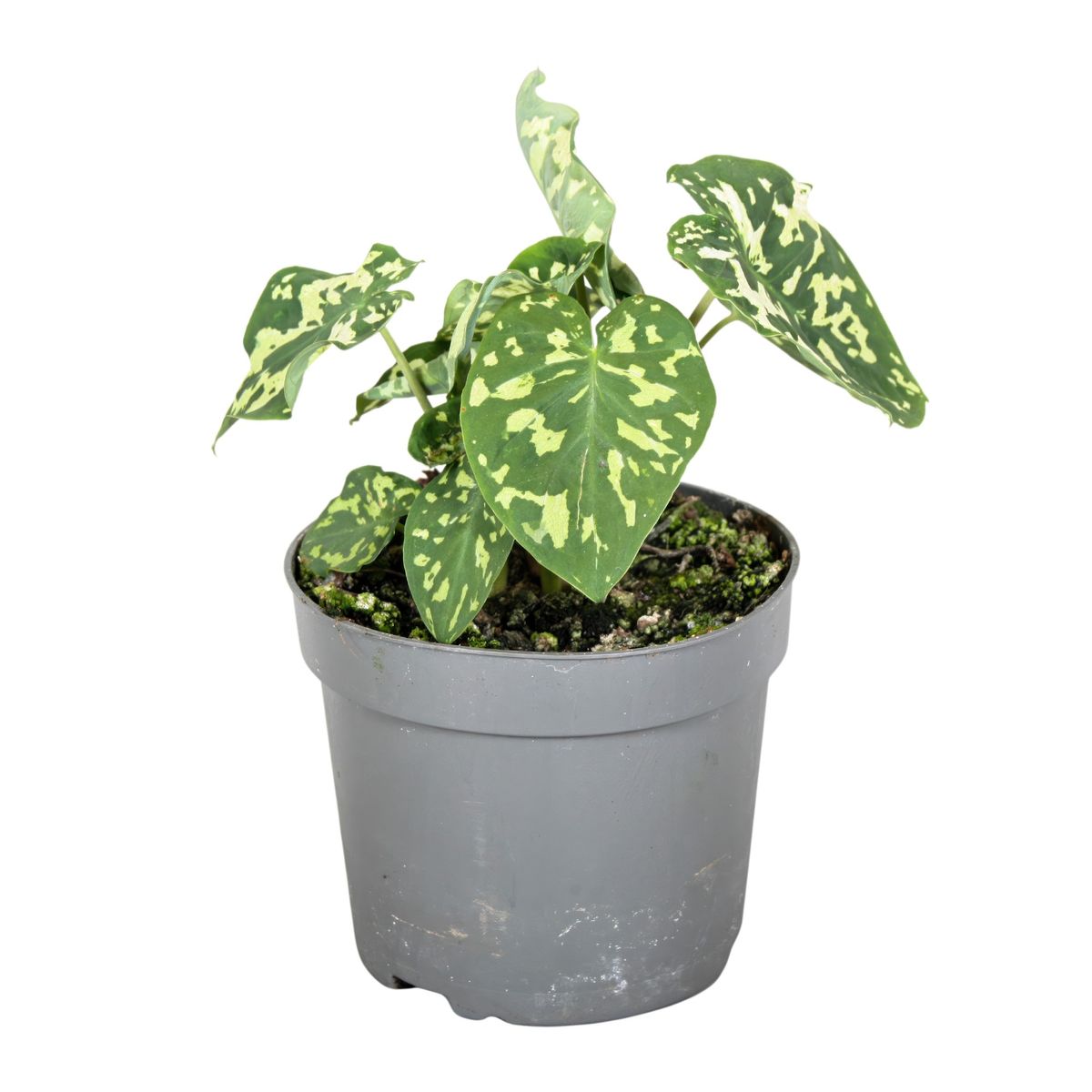 Caladium 'Hilo Beauty' — Plant Wholesale FlorAccess