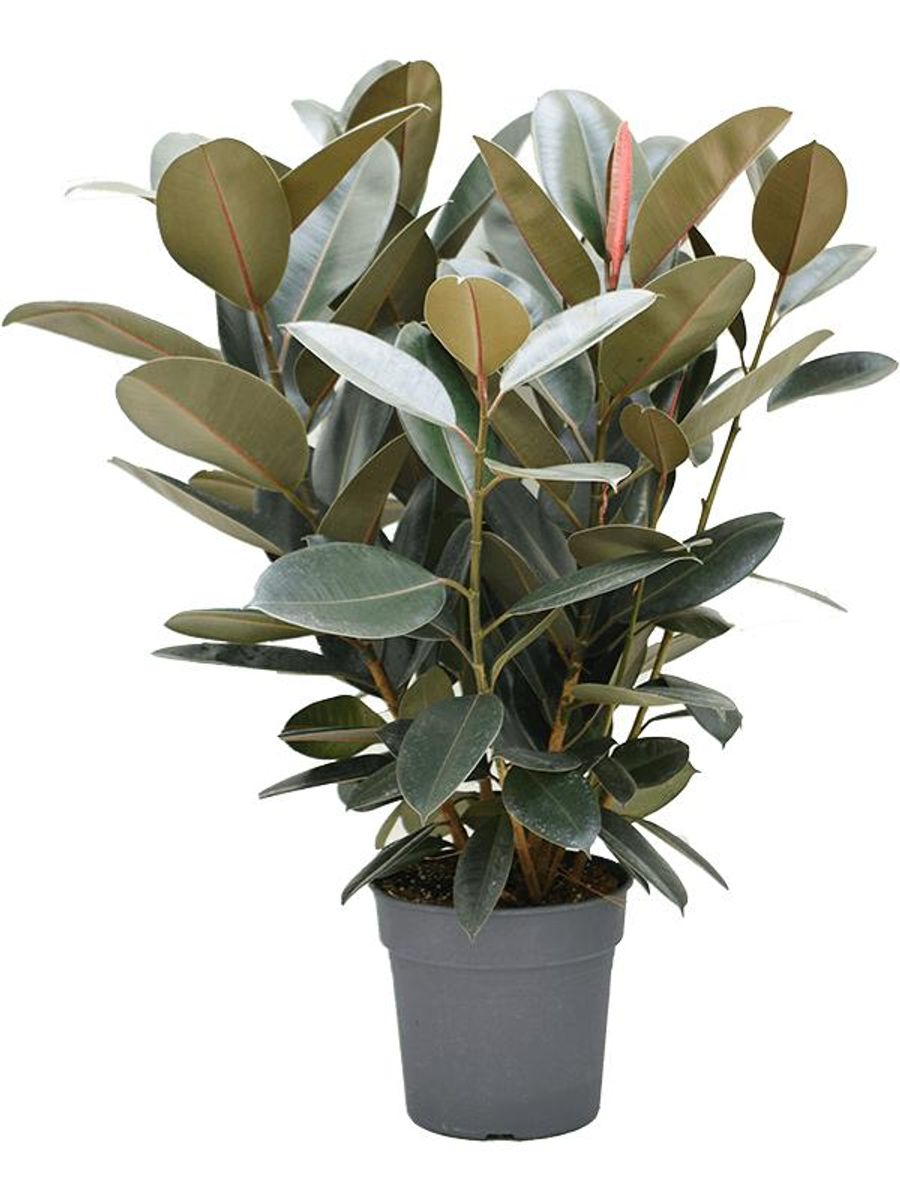 Ficus elastica 'Abidjan' — Plant Wholesale FlorAccess
