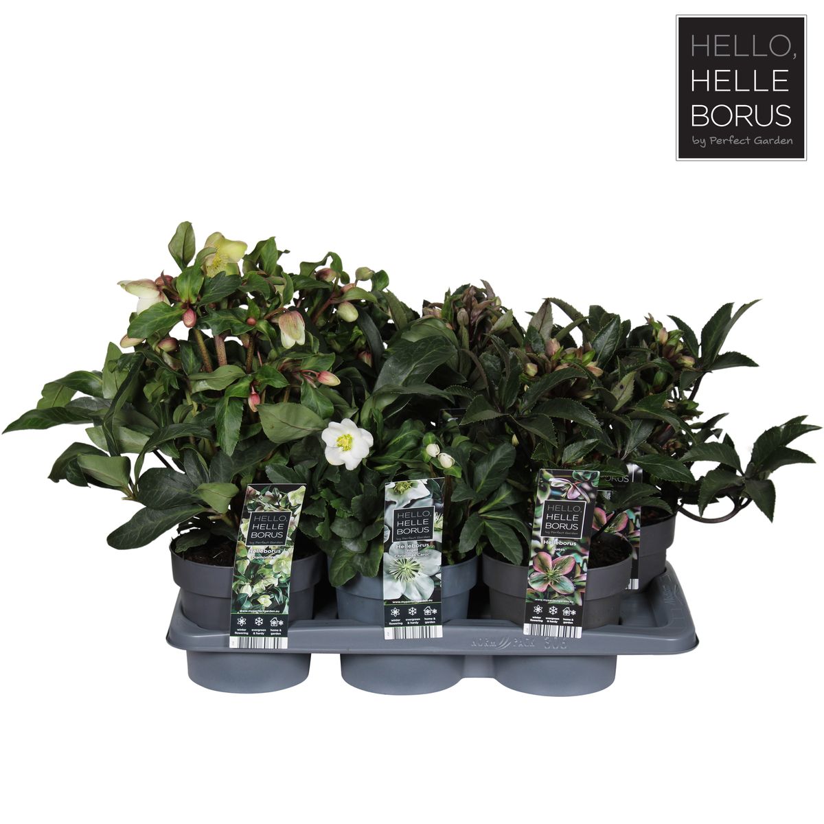 Helleborus MIX — Plant Wholesale FlorAccess