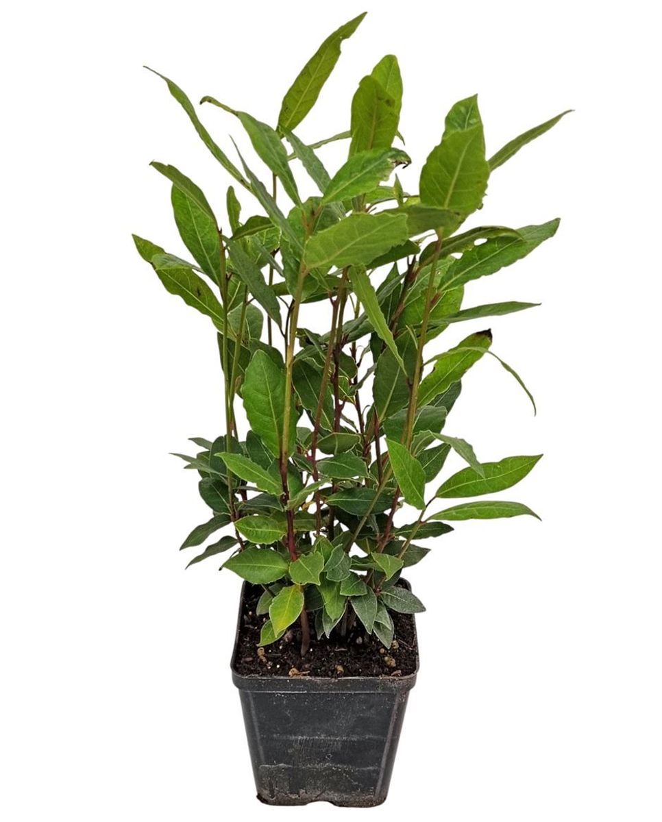 Laurus nobilis — Plant Wholesale FlorAccess
