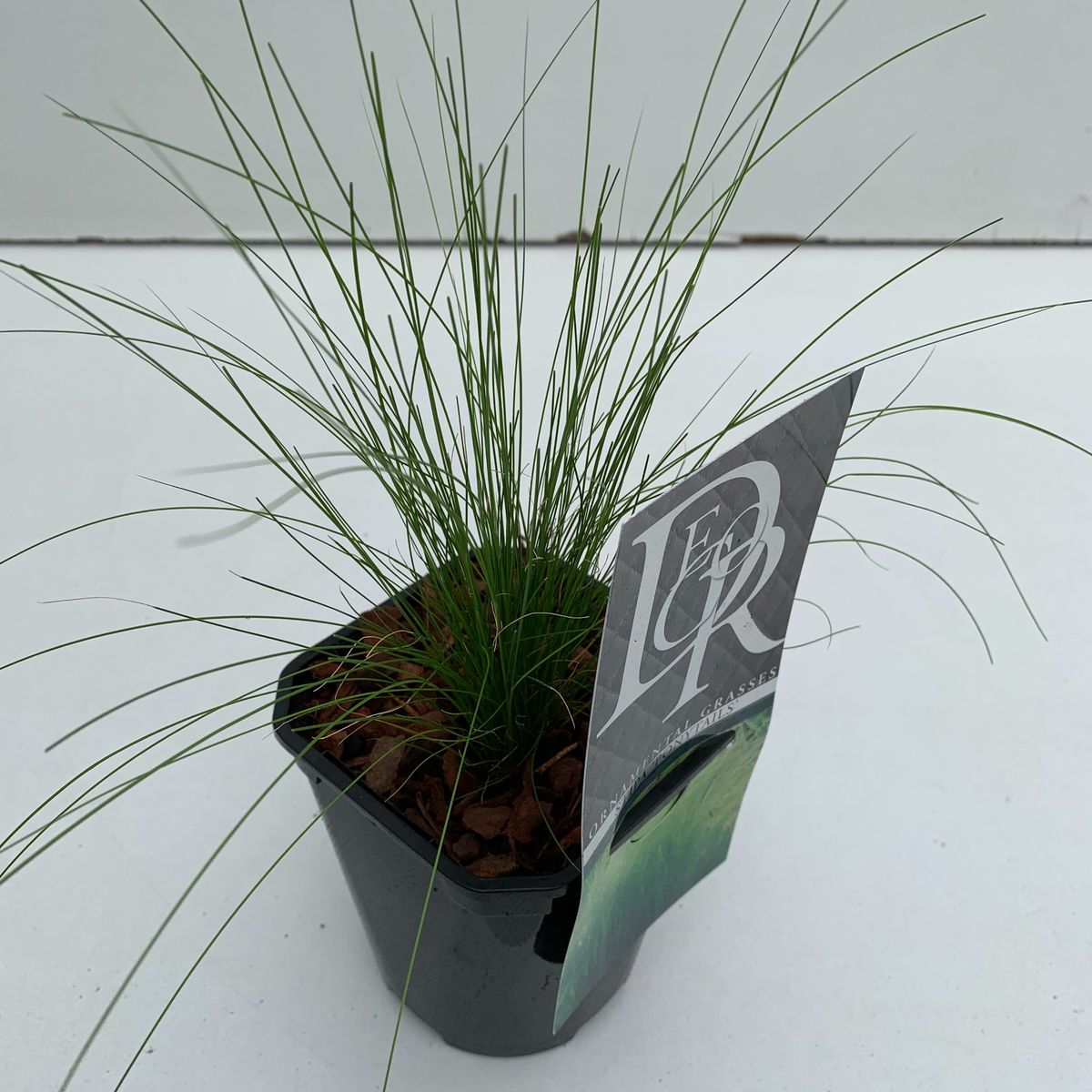 Stipa tenuissima 'Ponytails' — Plant Wholesale FlorAccess