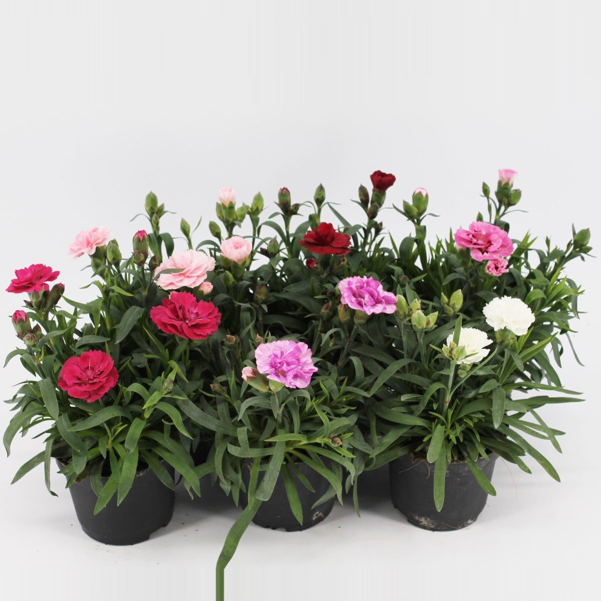 Dianthus MIX — Plant Wholesale FlorAccess
