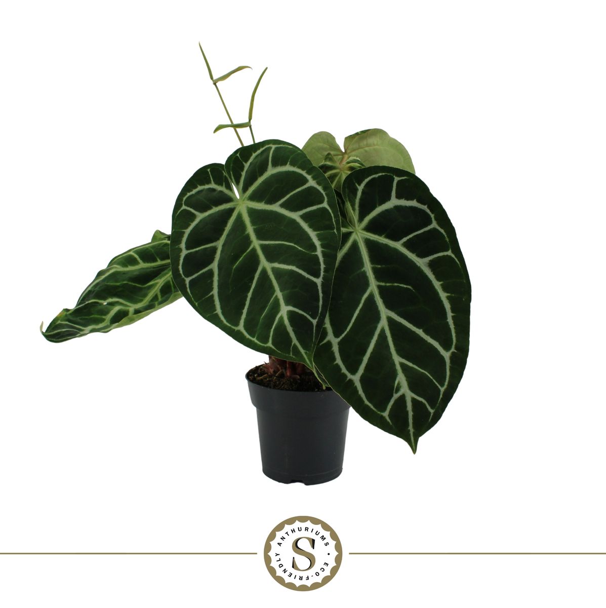 Anthurium crystallinum 'Silver Blush' — Plant Wholesale FlorAccess