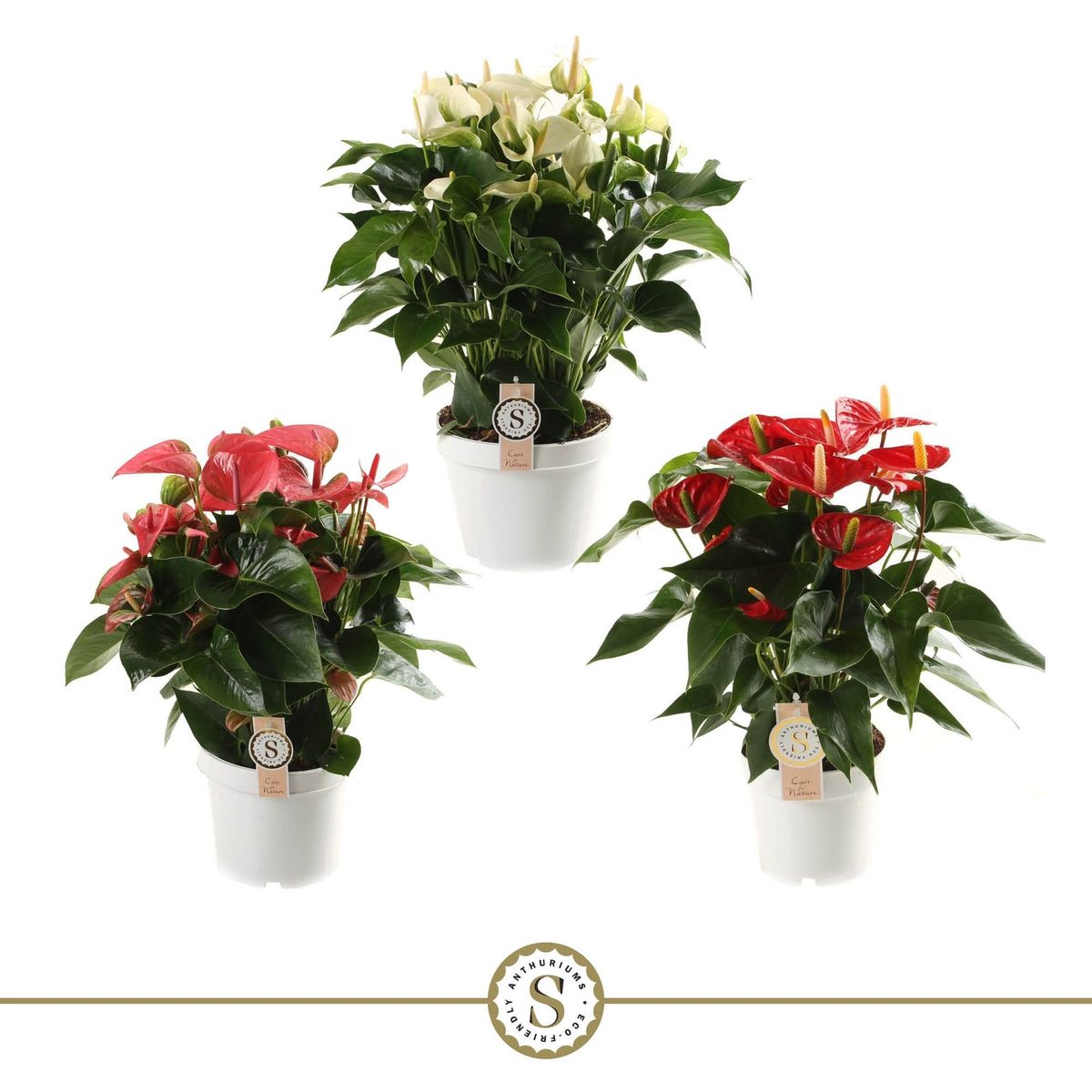 Anthurium MIX — Plant Wholesale FlorAccess
