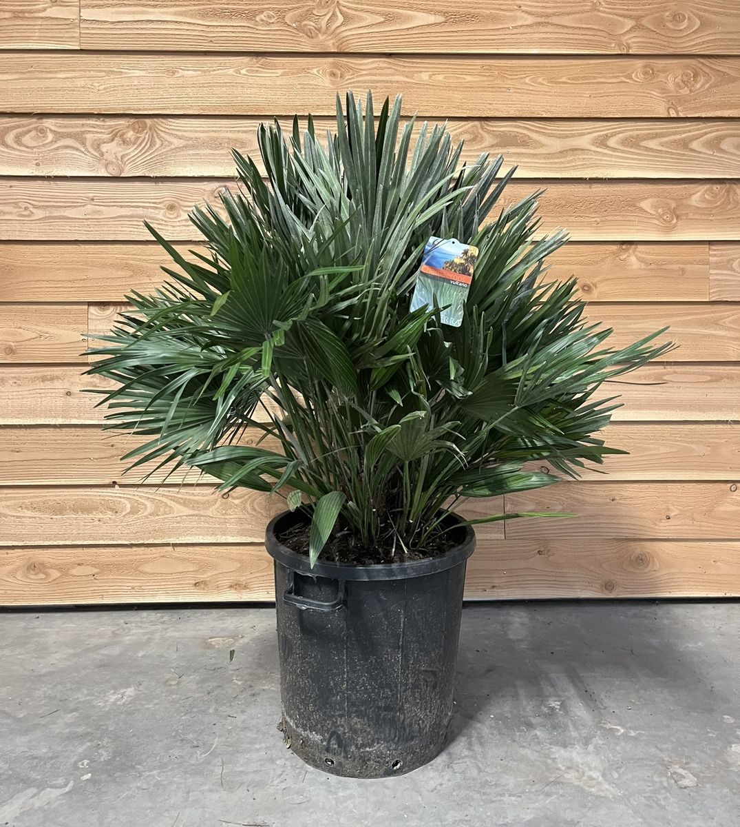 Chamaerops humilis 'Vulcano' — Plant Wholesale FlorAccess