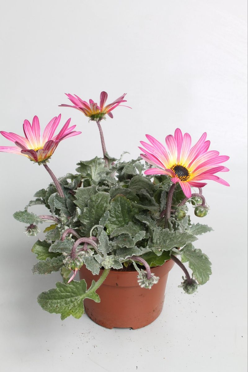 Arctotis OPERA ROSE — Plant Wholesale FlorAccess