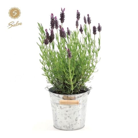 Lavandula stoechas 'Anouk' — Plant Wholesale FlorAccess