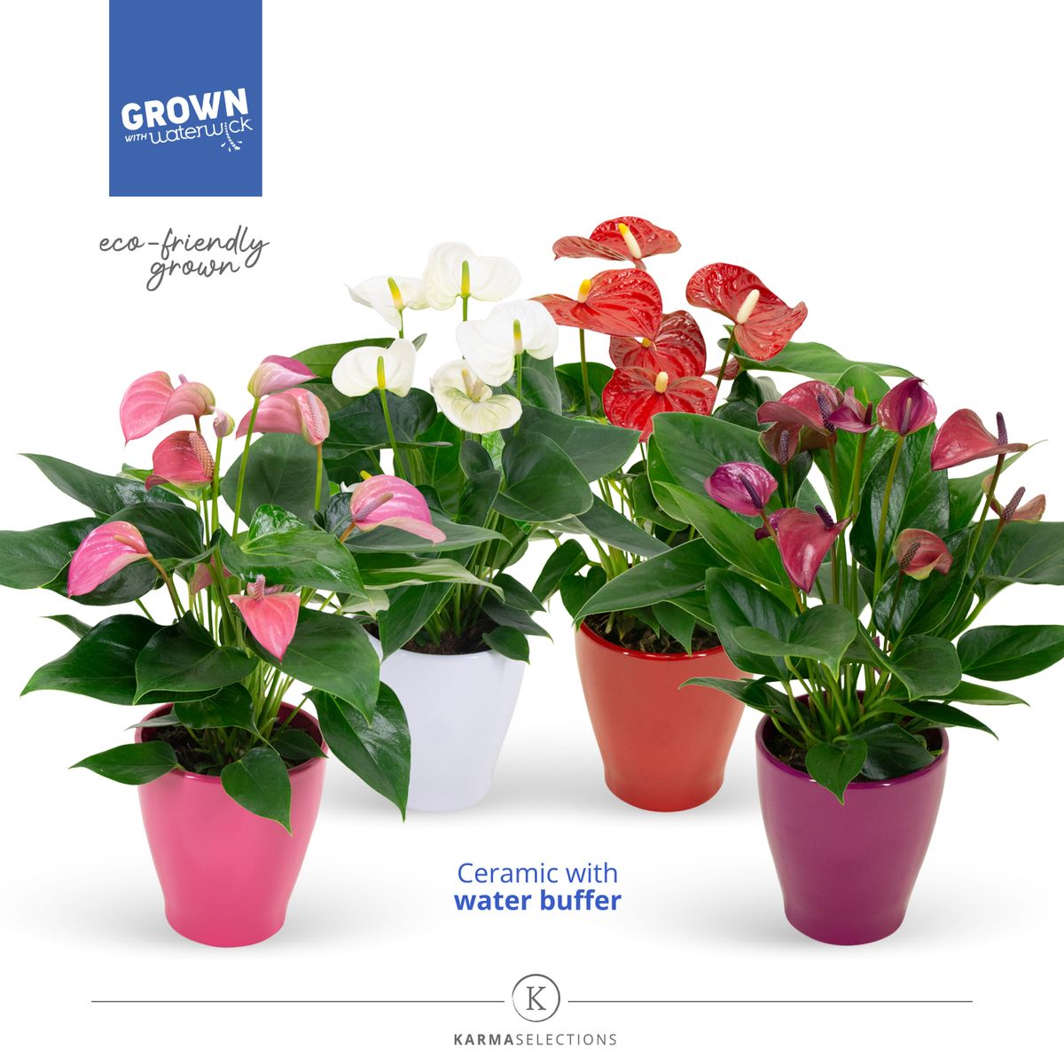 Anthurium MIX — Plant Wholesale FlorAccess