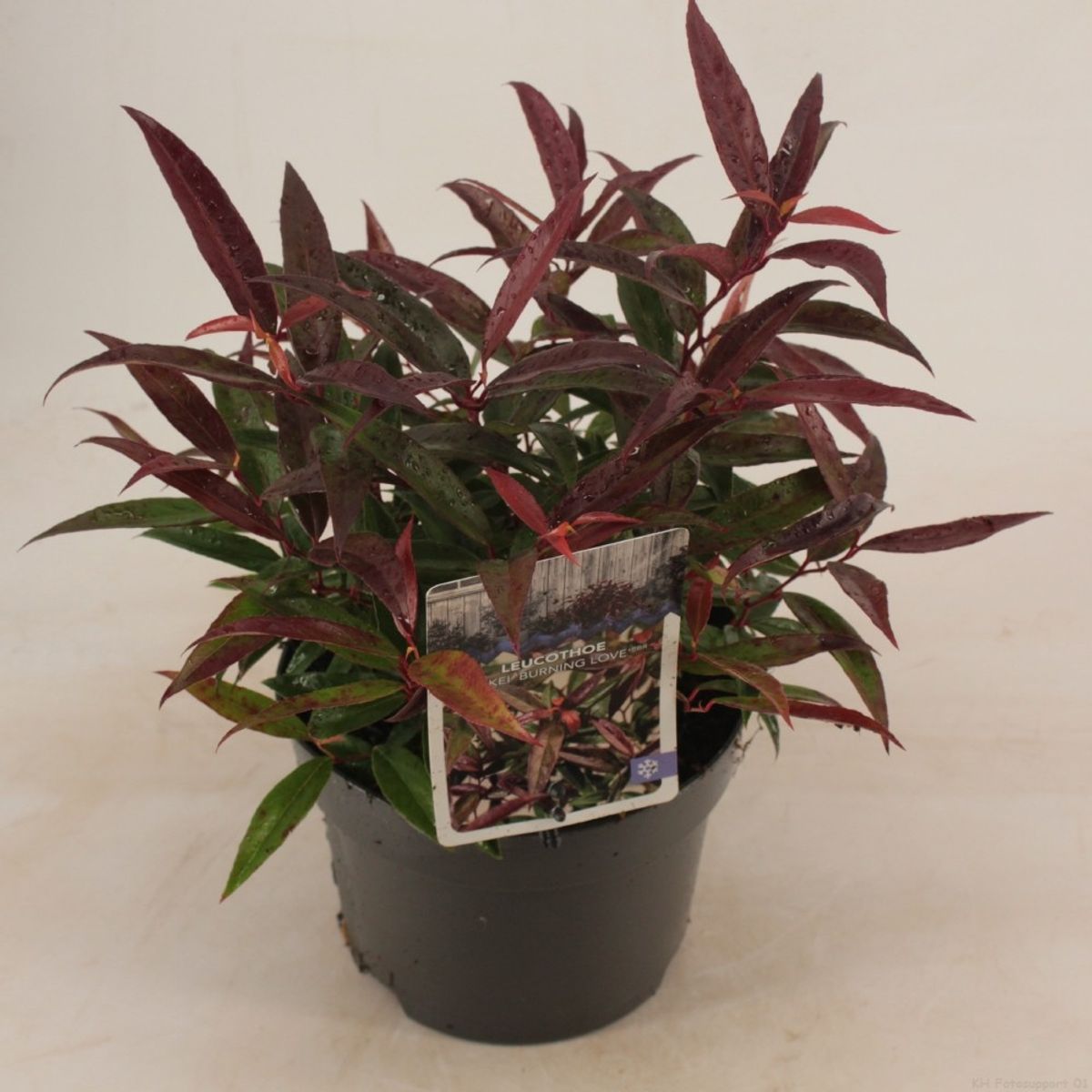 Leucothoe keiskei BURNING LOVE — Plant Wholesale FlorAccess