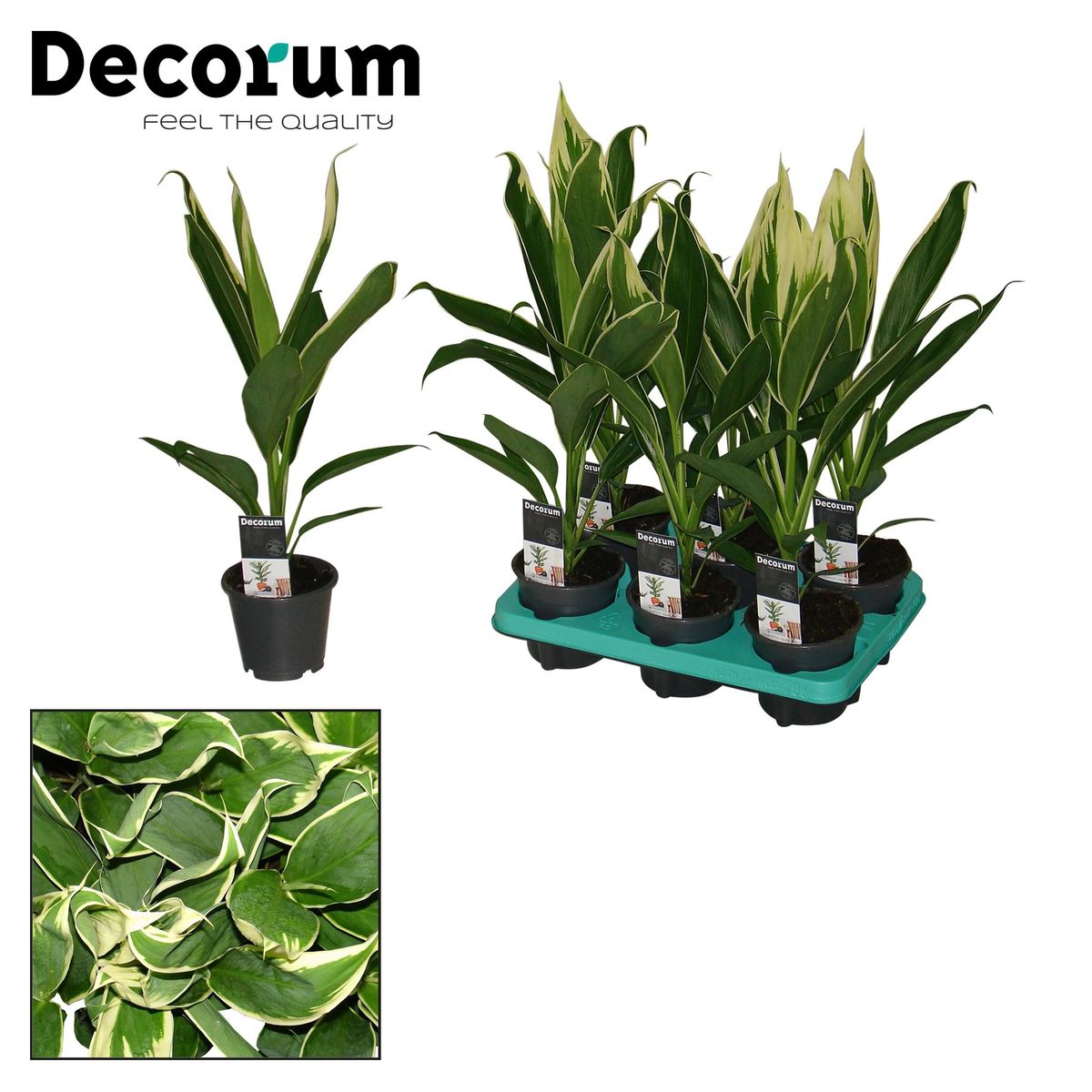 Cordyline fruticosa 'Conga' — Plant Wholesale FlorAccess