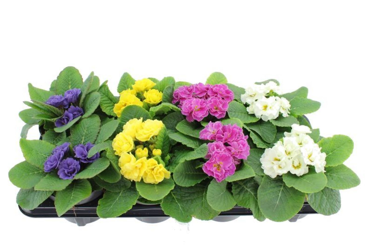 Primula RUBENS MIX — Plant Wholesale FlorAccess