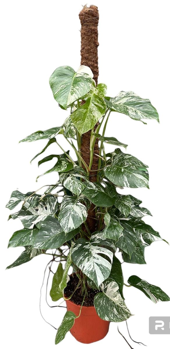 Monstera deliciosa 'Variegata' — Plant Wholesale FlorAccess