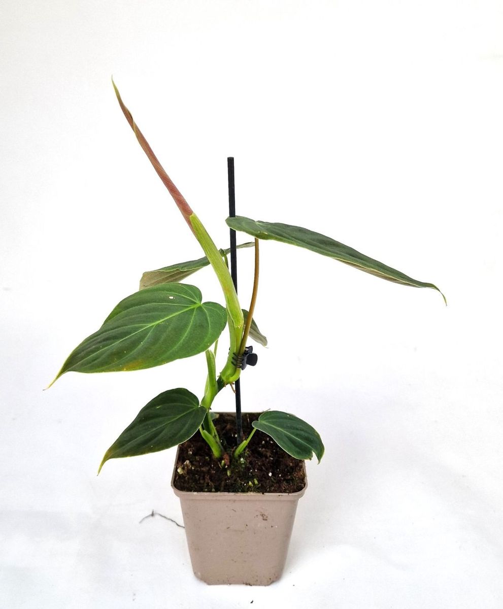 Philodendron 'Splendid' — Plant Wholesale FlorAccess