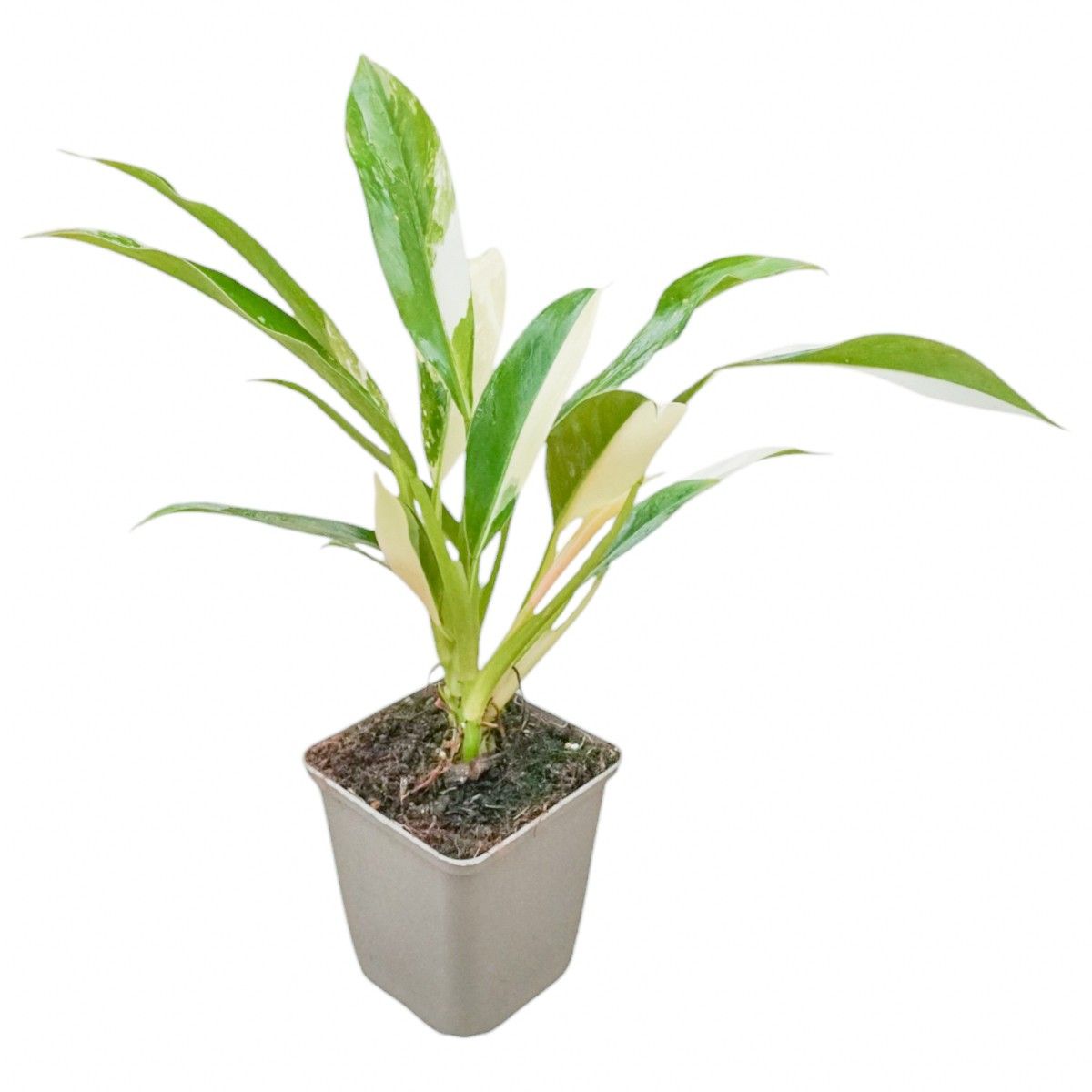 Philodendron 'Imbe Variegata' — Plant Wholesale FlorAccess