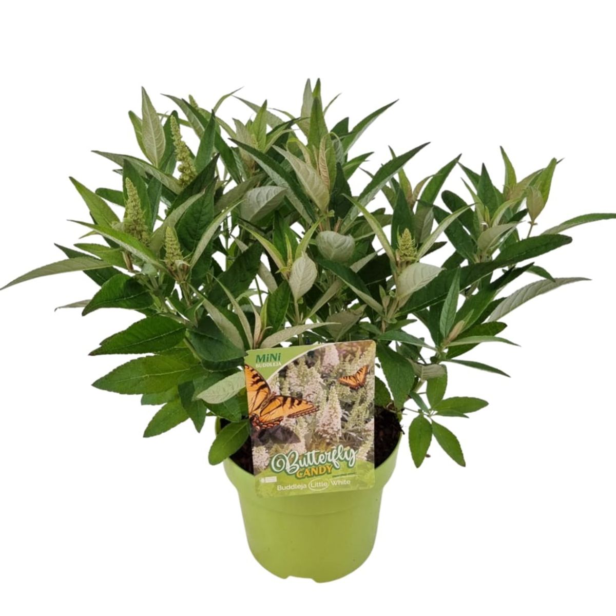 Buddleja davidii BUTTERFLY CANDY LITTLE WHITE — Plant Wholesale FlorAccess