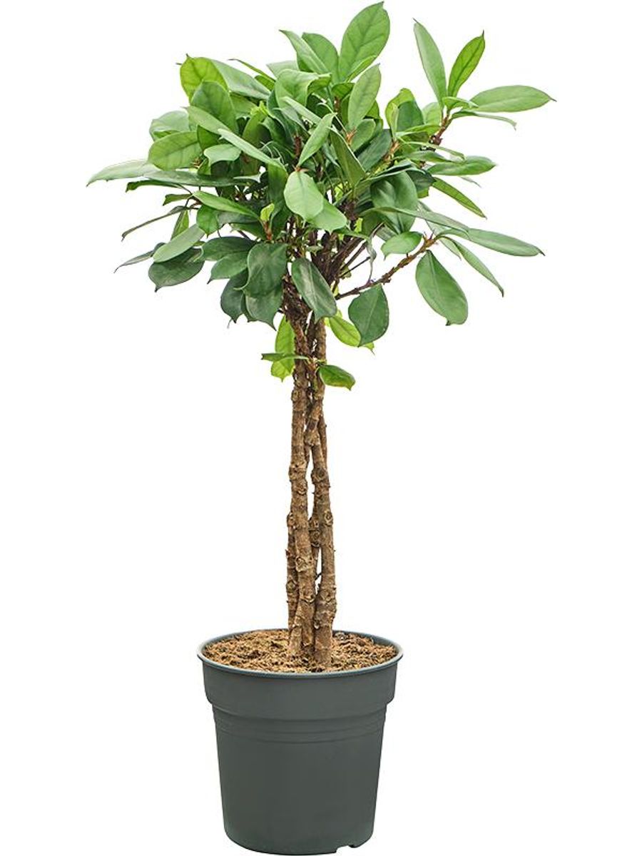 Ficus cyathistipula — Plant Wholesale FlorAccess