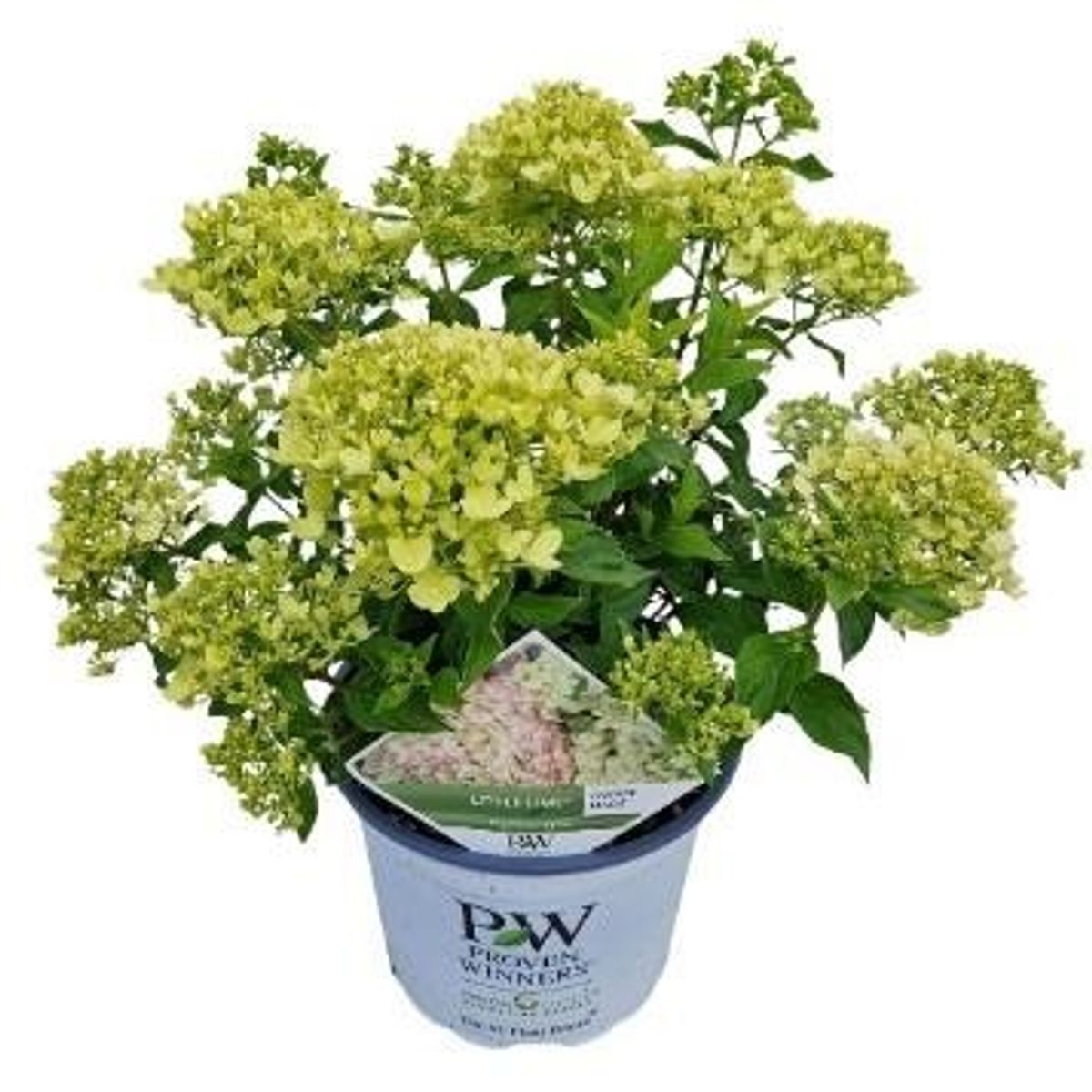 Hydrangea paniculata LITTLE LIME — Plant Wholesale FlorAccess