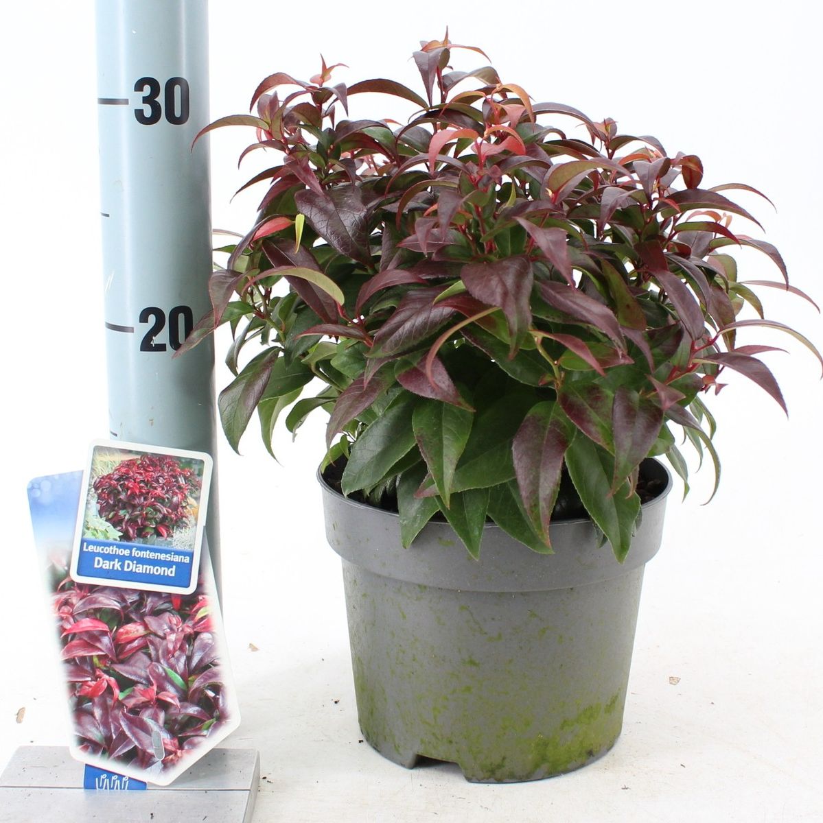 Leucothoe fontanesiana DARK DIAMOND — Plant Wholesale FlorAccess