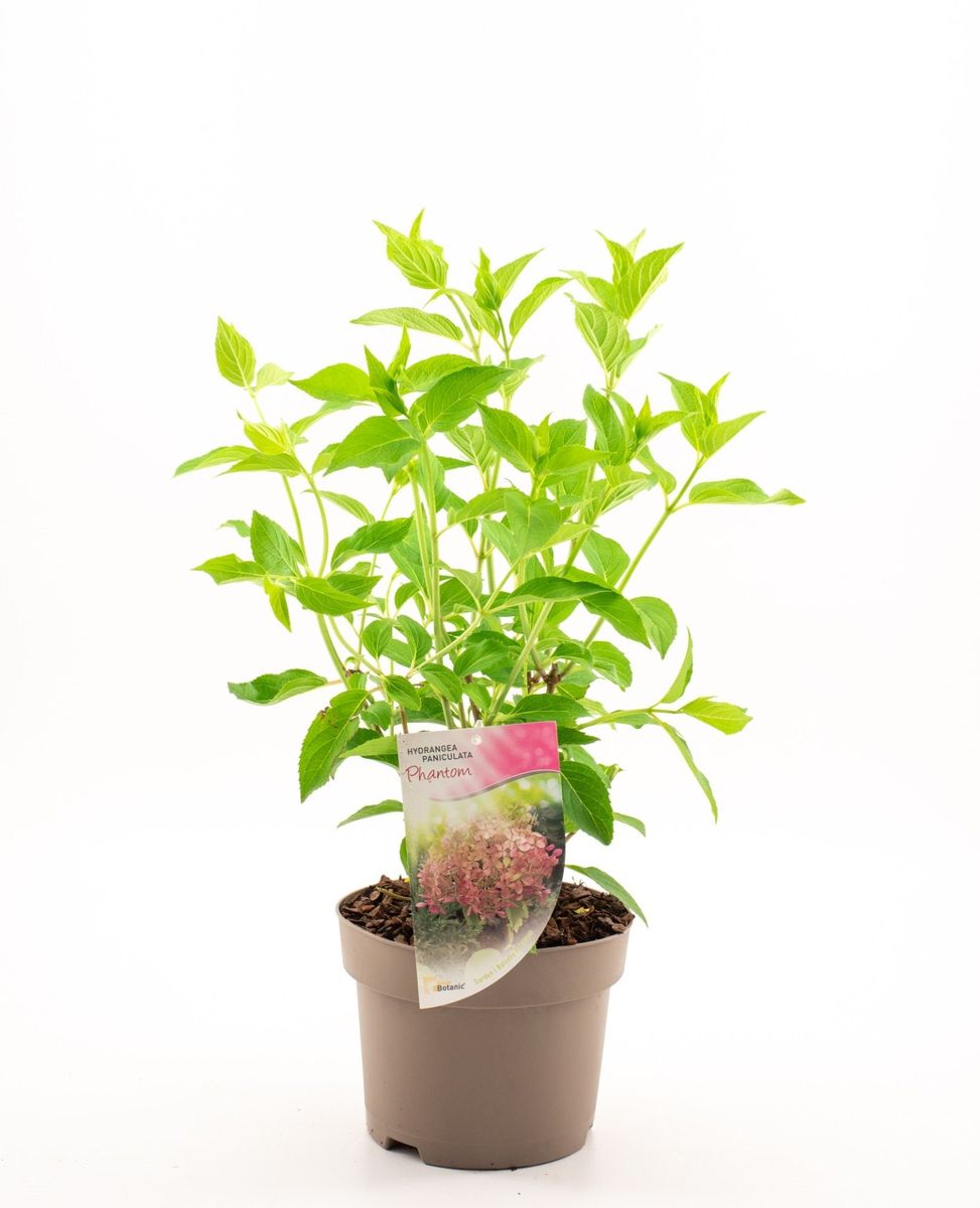 Hydrangea paniculata 'Phantom' — Plant Wholesale FlorAccess