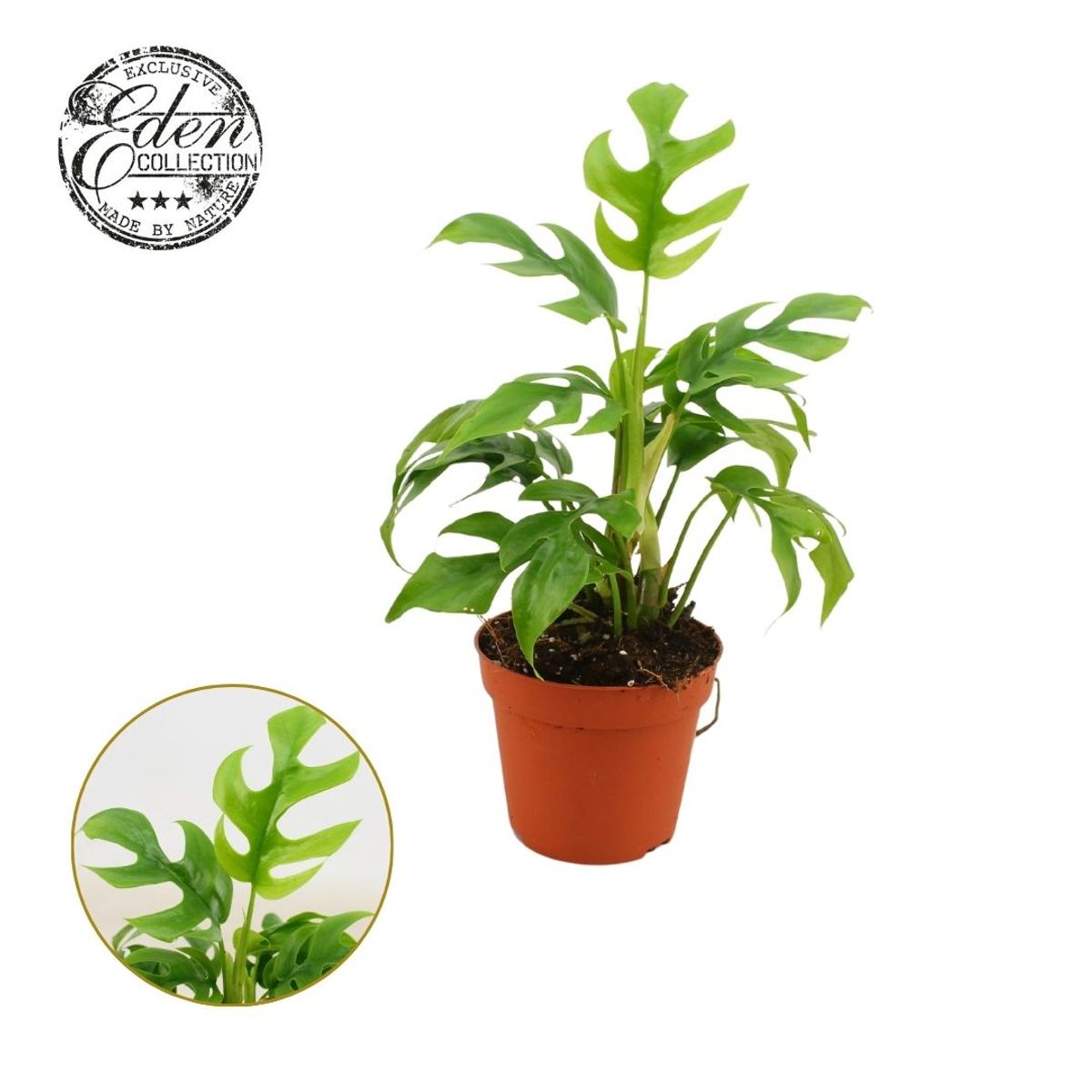 Monstera deliciosa 'Piccolo' — Plant Wholesale FlorAccess