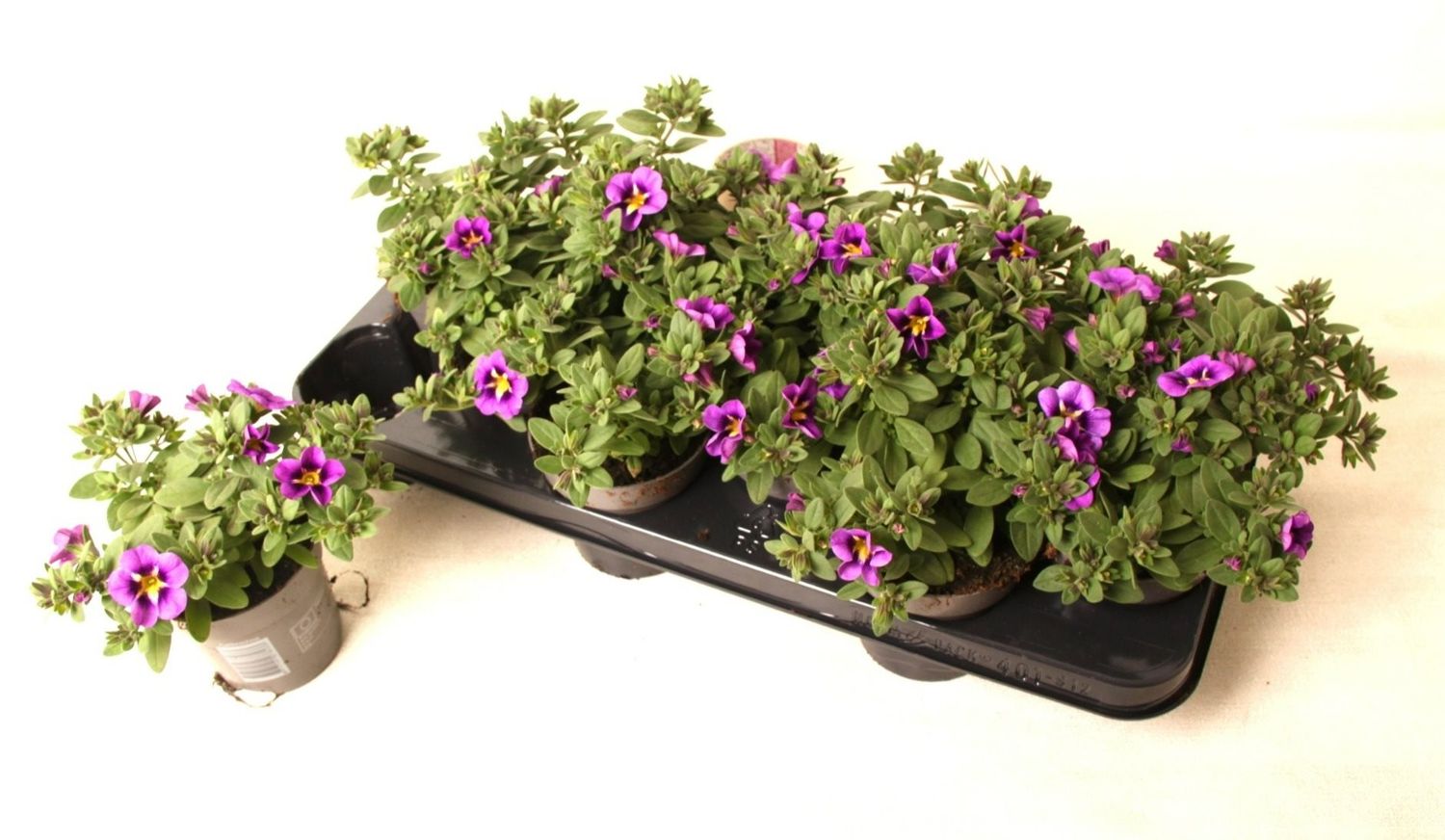 Calibrachoa CABARET BUMBLE BEE BLUE — Plant Wholesale FlorAccess