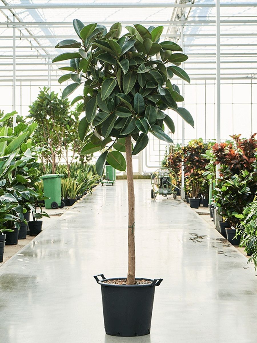 Ficus elastica 'Robusta' — Plant Wholesale FlorAccess