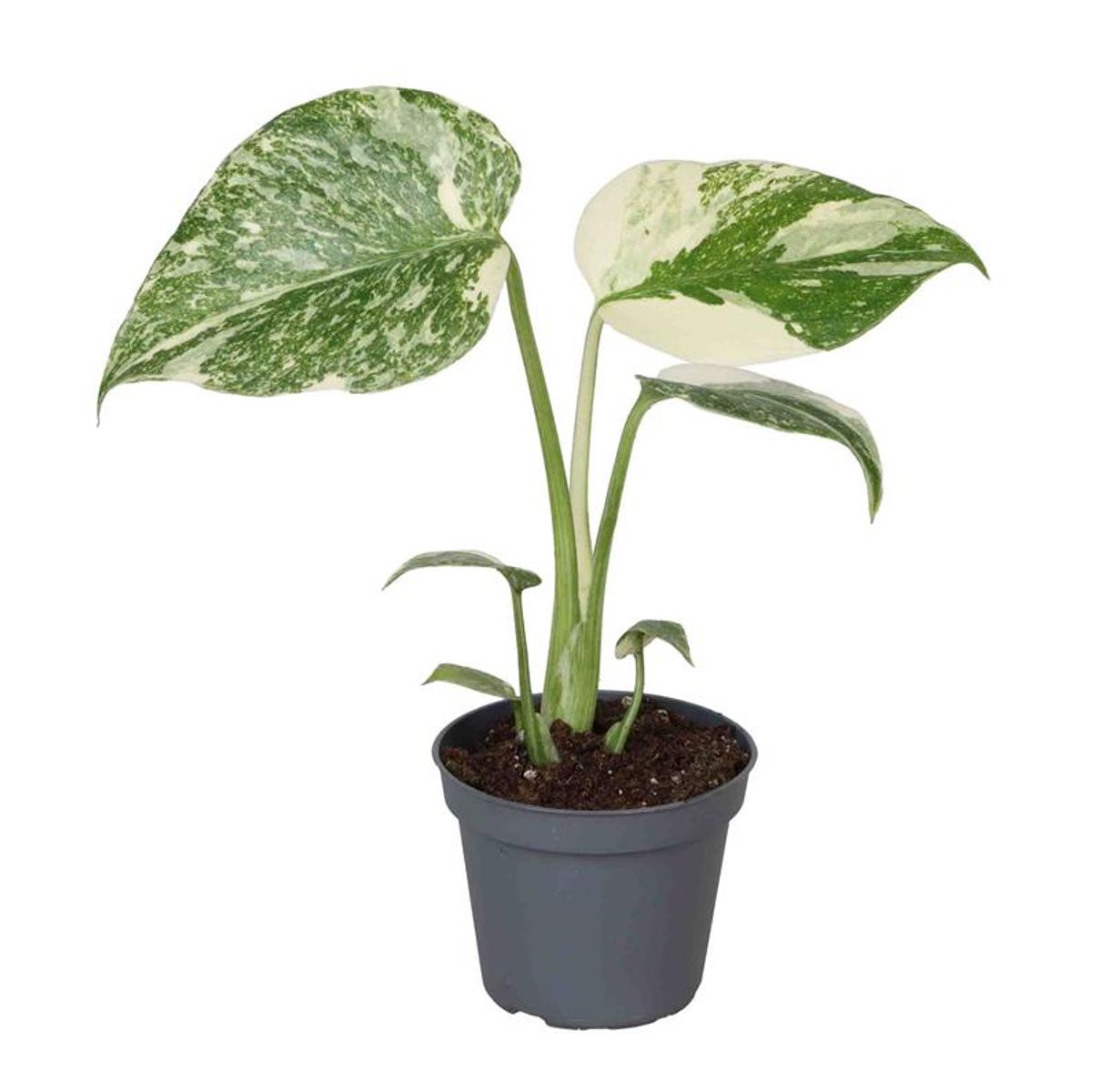 Monstera 'Crème Brûlée' — Plant Wholesale FlorAccess